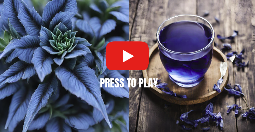 neotonics1 – Wellness Wonders